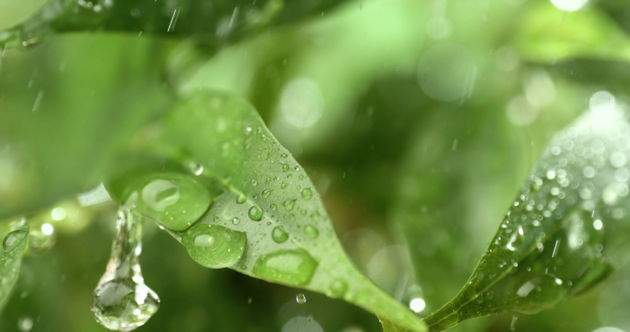 Learn how to do slow motion in Premiere Pro - Storyblocks